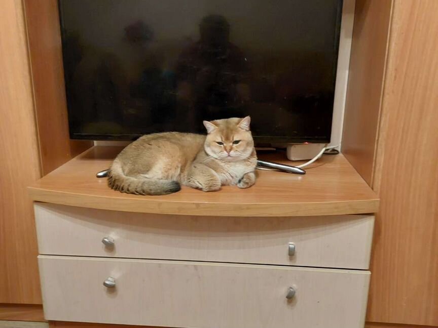 Британская кошка вязка