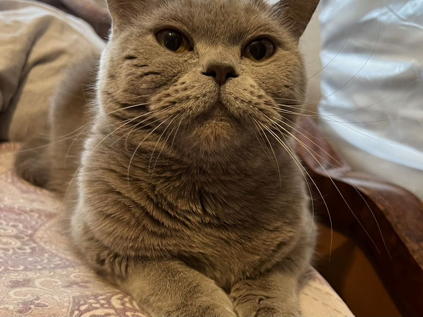 Шатланская кошка, бесплатно