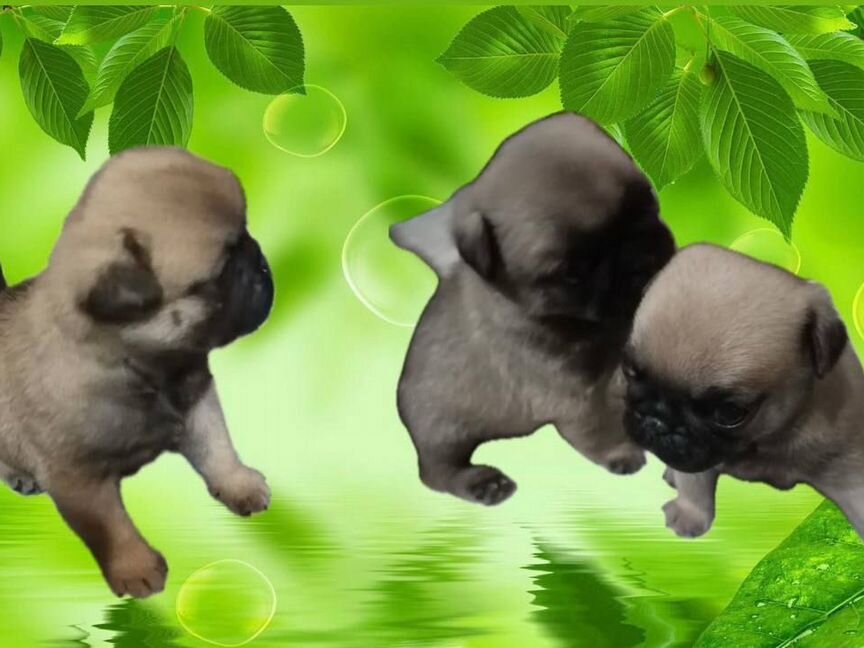 Мопс