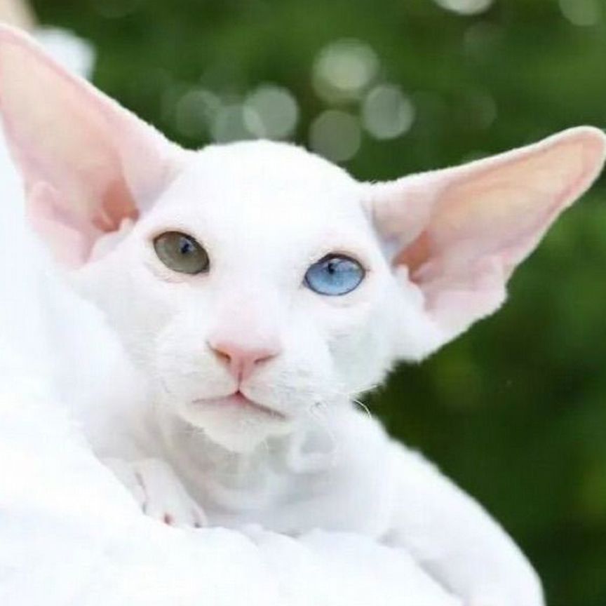 Ориентальный котёнок