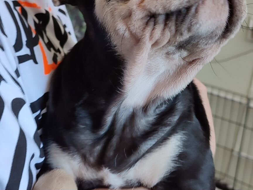 Французский бульдог мальчик щенок