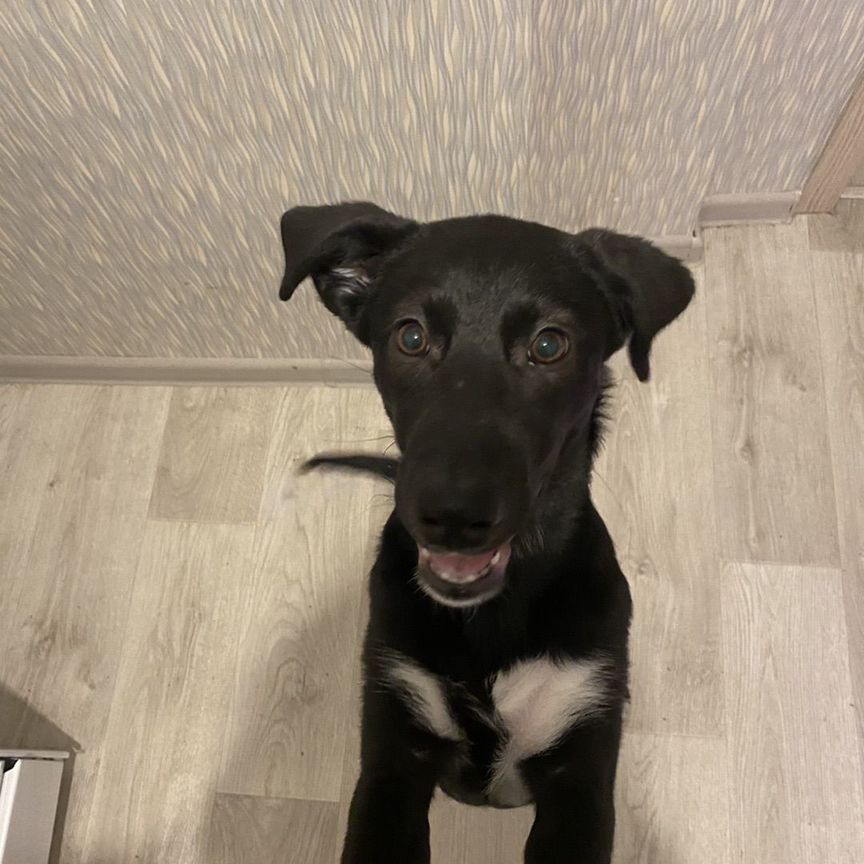 Отдам собаку в добрые руки