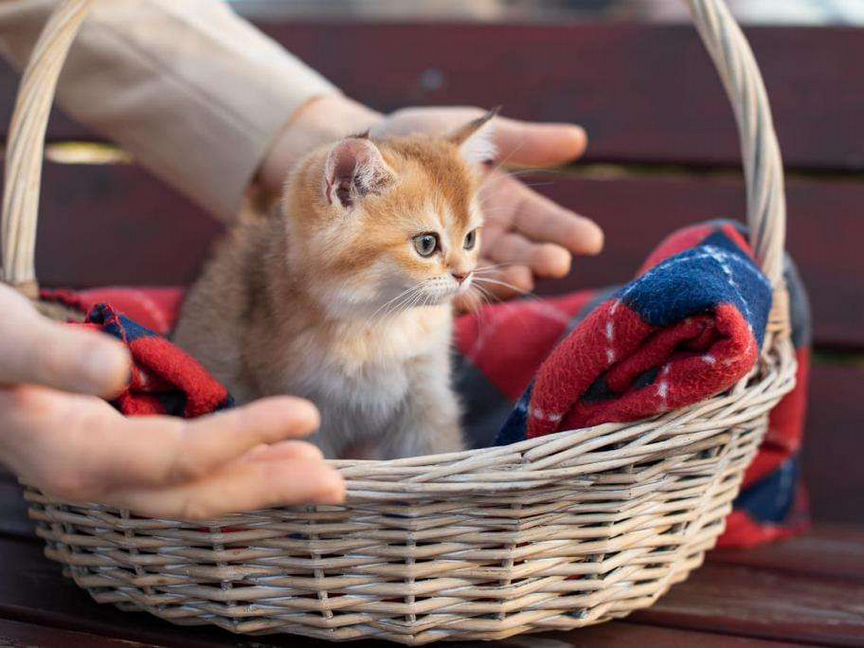 Кошка золотая шиншилла