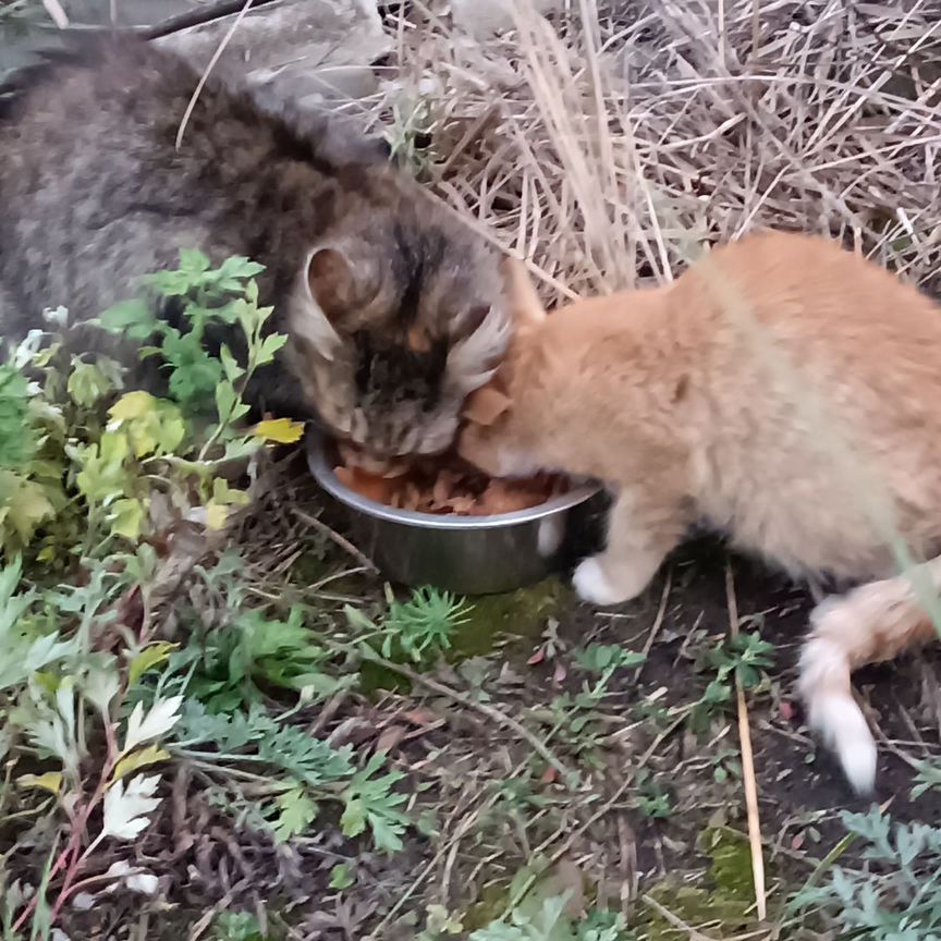 Рыжий котенок в добрые руки