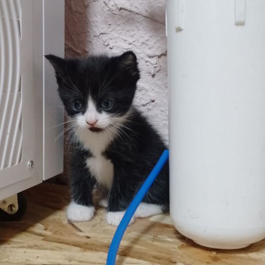 Котятки ищут дом
