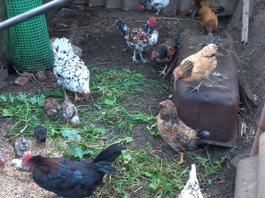 Куры декоративные