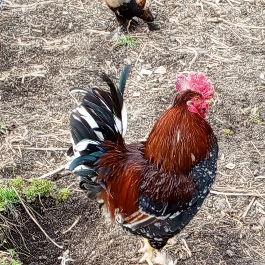 Куры петухи