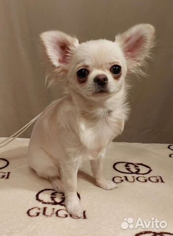 Щенки чихуахуа большой выбор разные цены