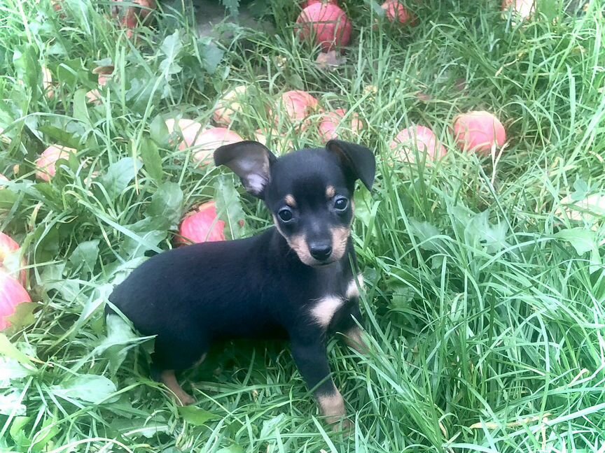 Пражский крысарик