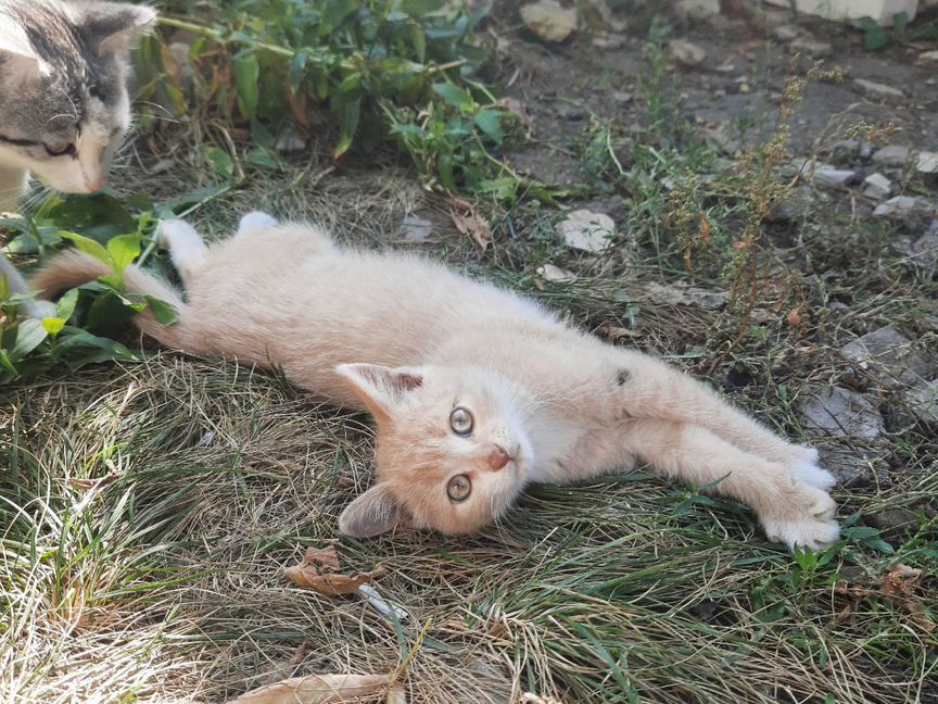 Рыжий котенок в добрые руки