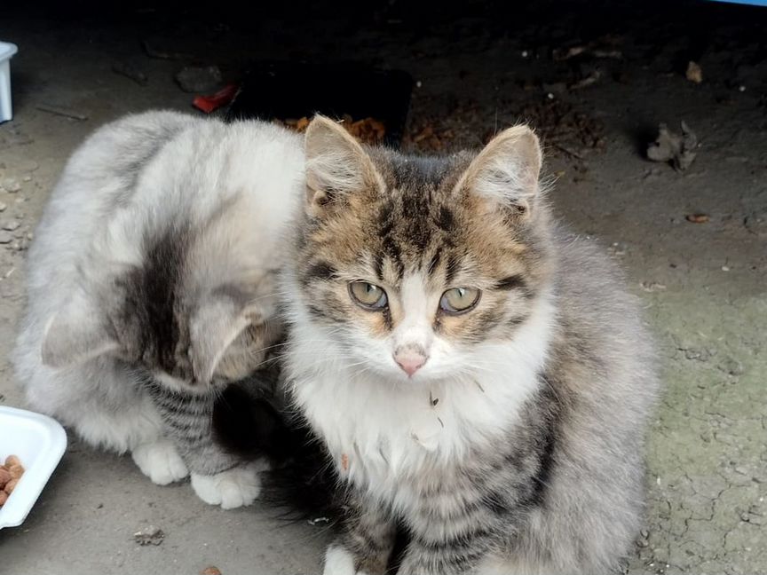 Котята в добрые руки даром