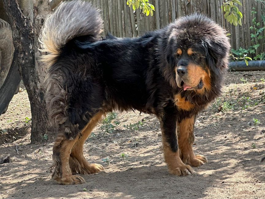 Кобель тибета на вязку