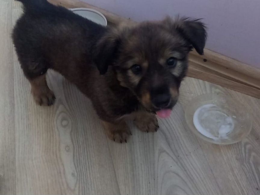 Щенок в добрые руки