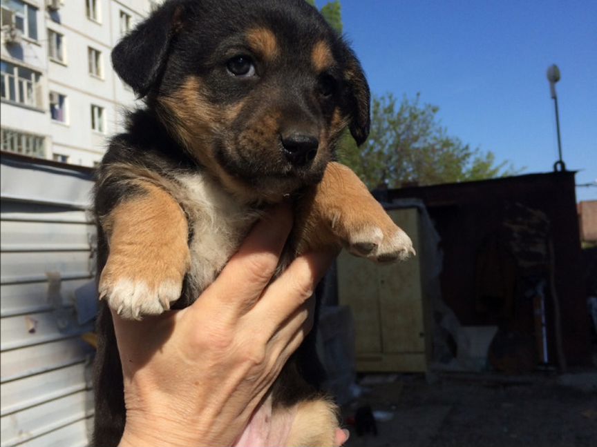 Малышка Санта ищет дом