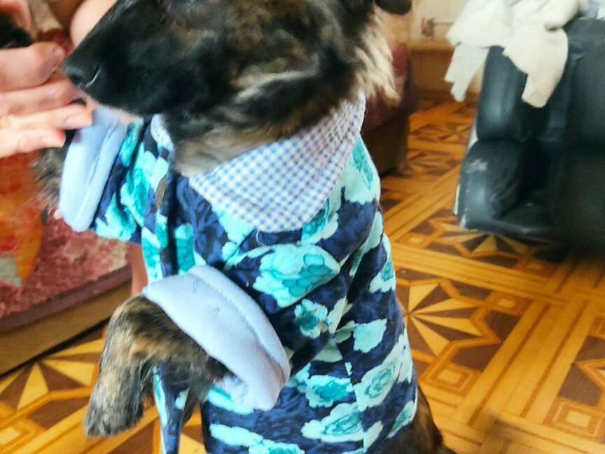 Одежда для маленьких собак