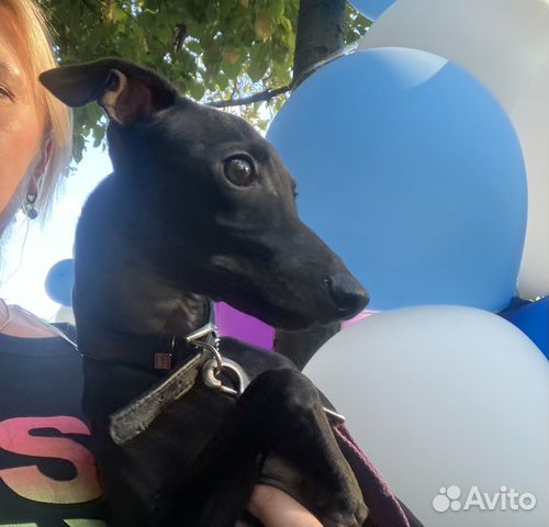 Щенки прекрасных левреток