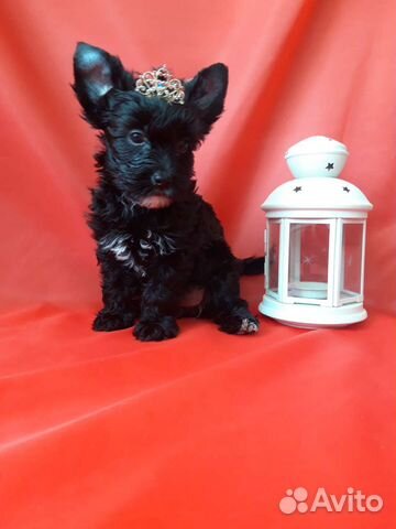 Черная Королева