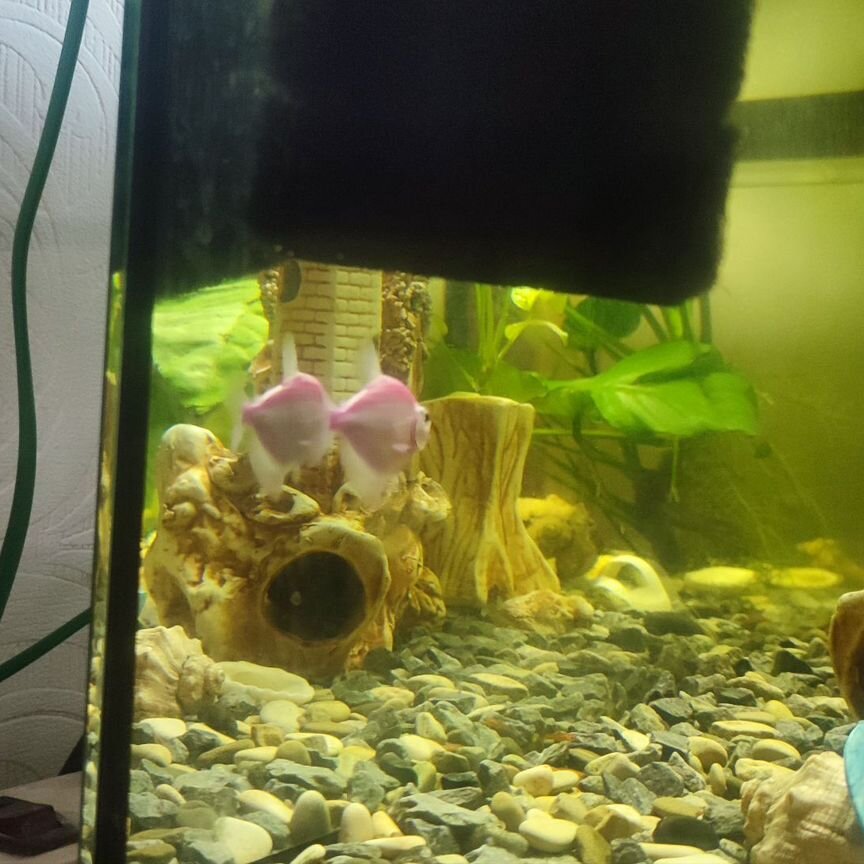 Аквариумные рыбки и растения