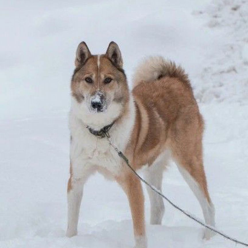 Потрясающий Янтарь заждался своего Человека