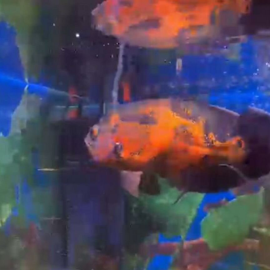 Рыба Астронотус