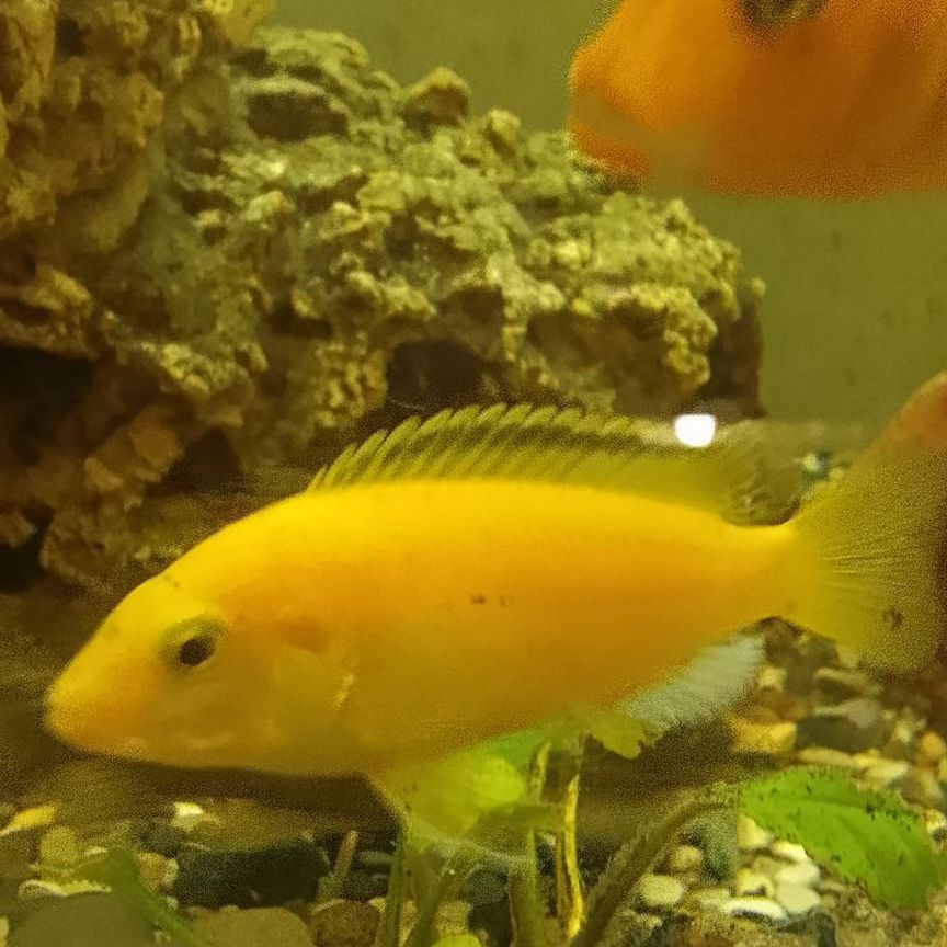 Лабидохромис еллоу