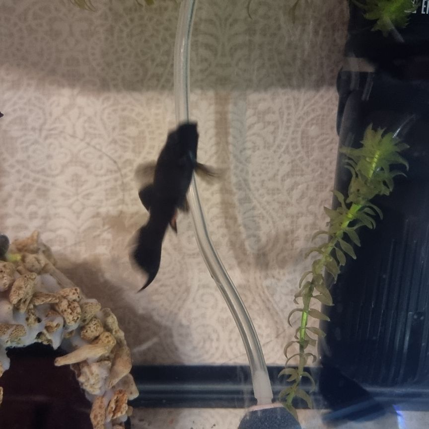 Рыбки молинезия