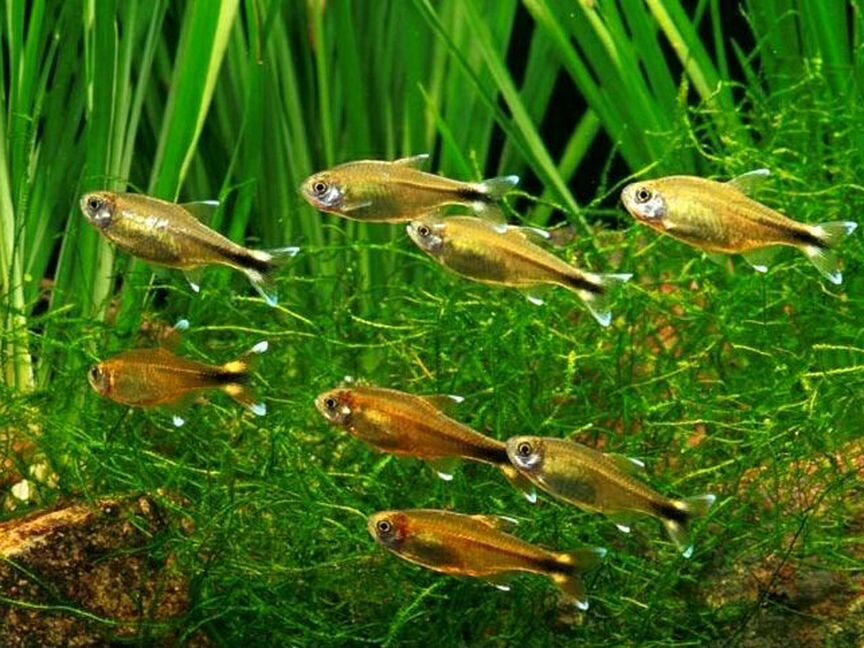 Тетра медная