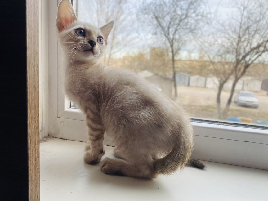 Снежные бенгальские котята