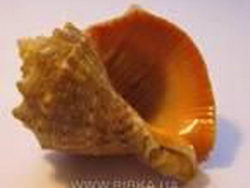 Продам ракушки рапаны