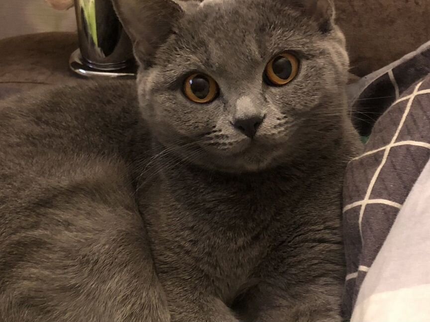 Шотландская кошка Вязка