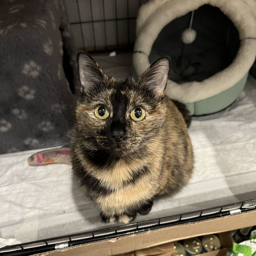 Кошка Кира хочет обратно в семью