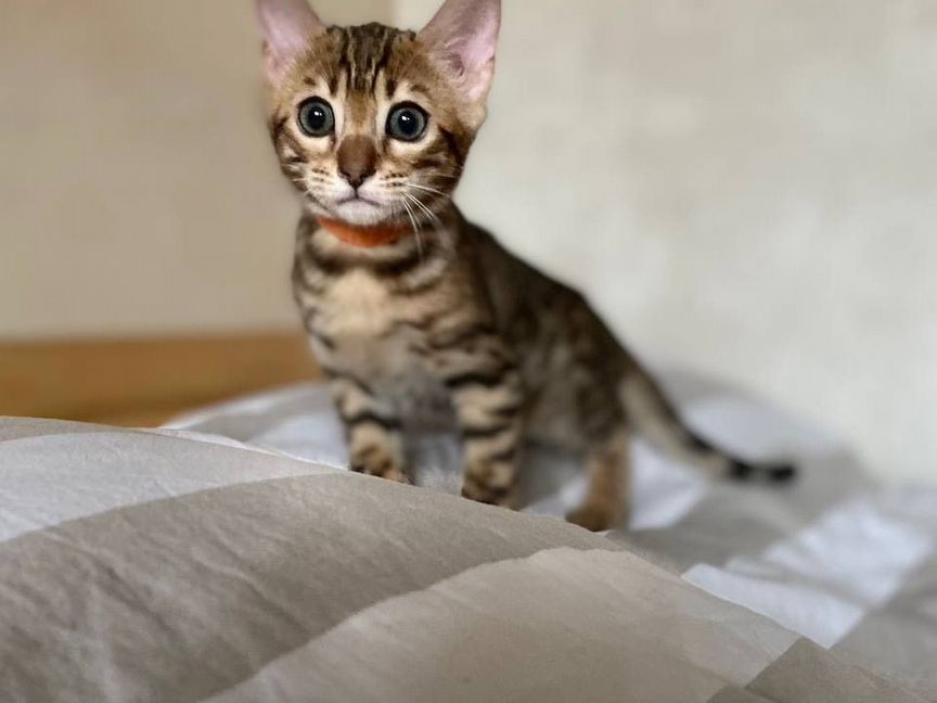 Бенгальская кошечка ждет маму