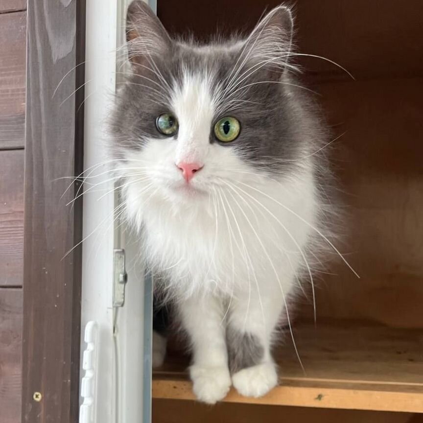 Котик