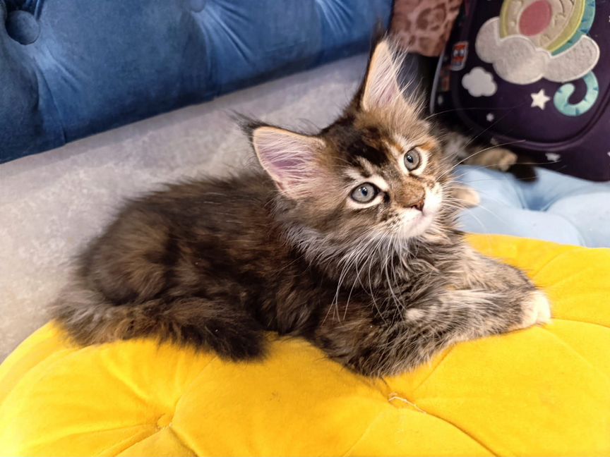 Чистокровные котята