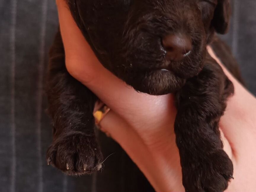 Миниатюрный карликовый пудель на май месяц