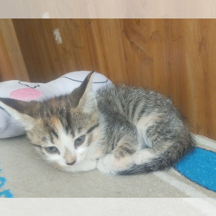 Котёнок в добрые руки