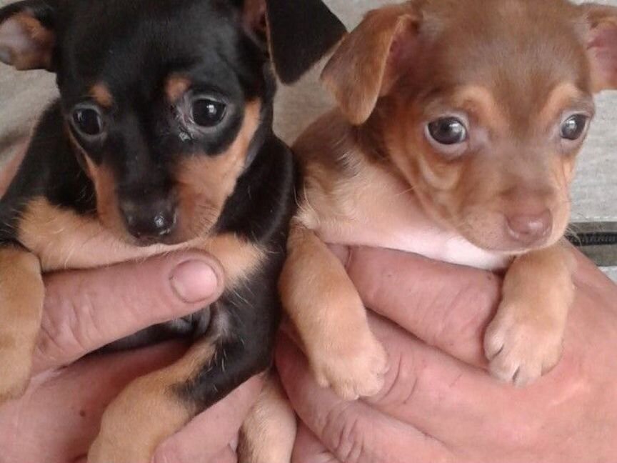 Карликовый Пинчер