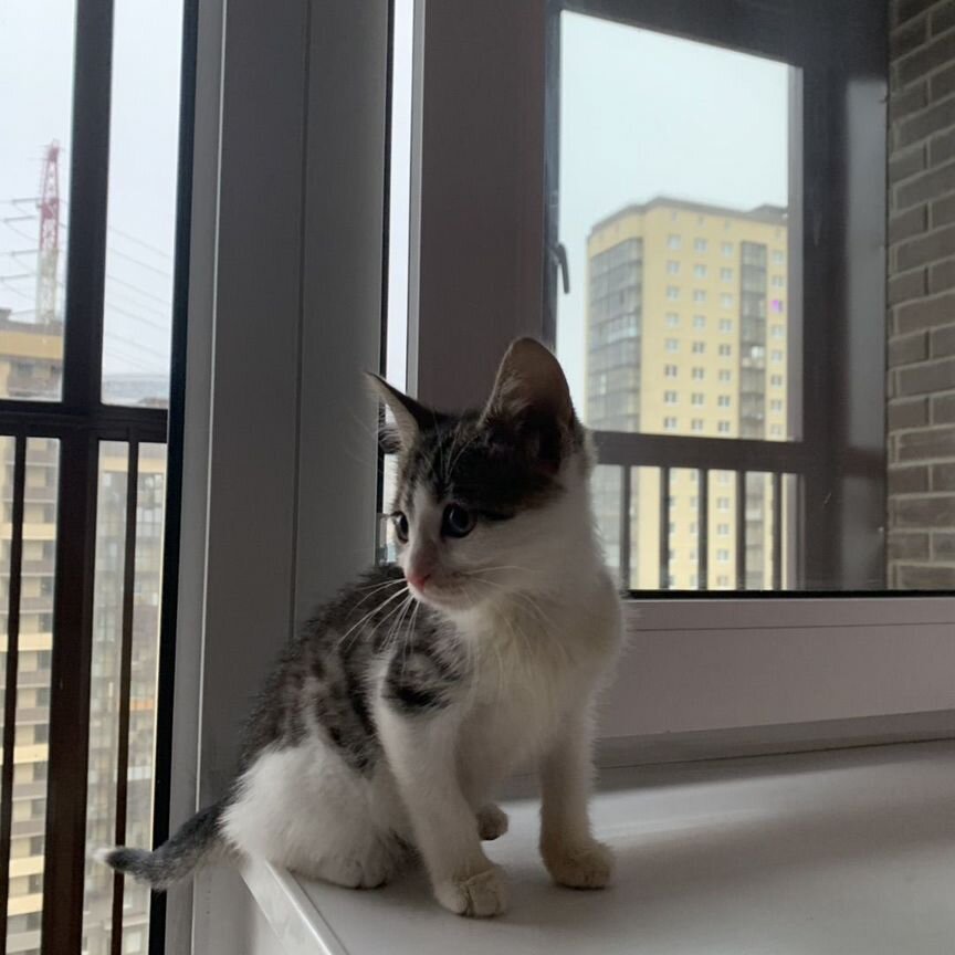 Отдаю котенка бесплатно