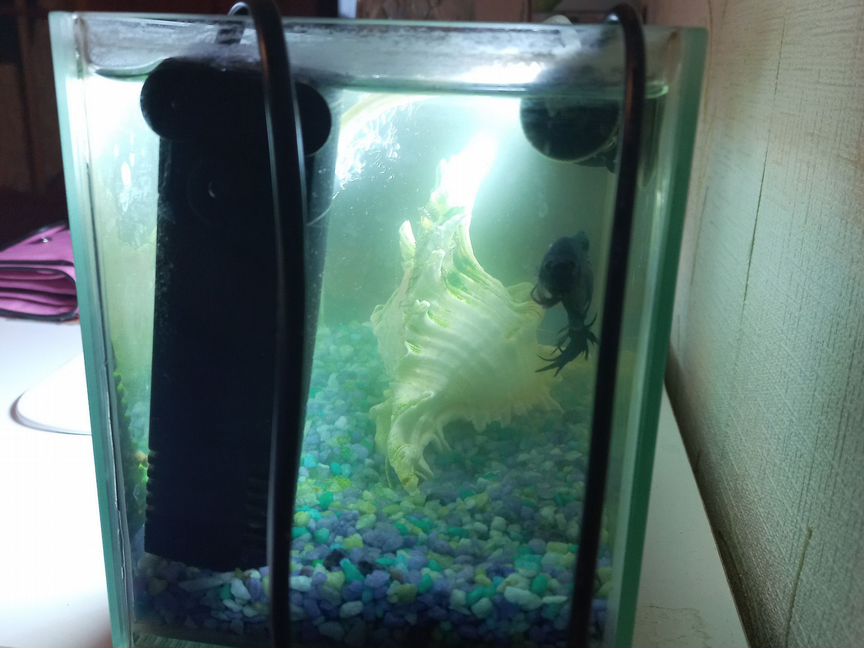 Раба, аквариум,свет,фильтр и корм