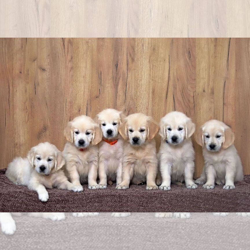 Золотистый ретривер, щенок