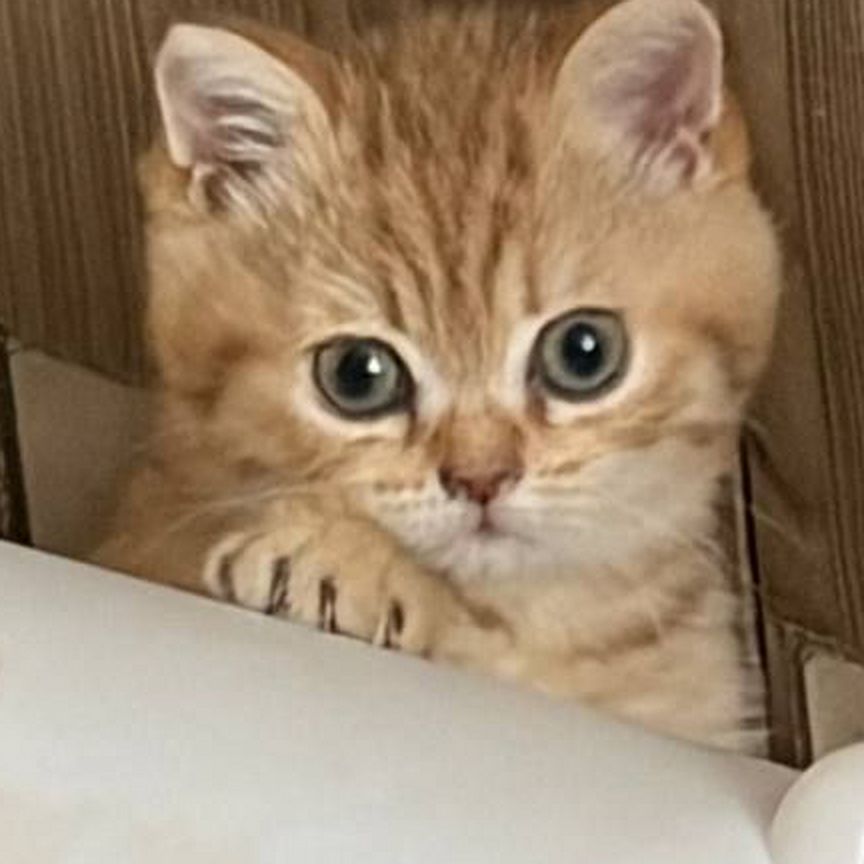 Британский короткошёрстный котёнок