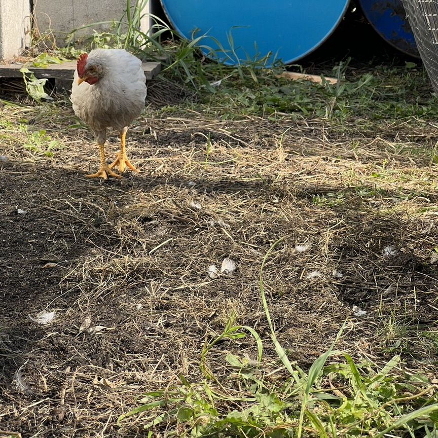 Куры петушки