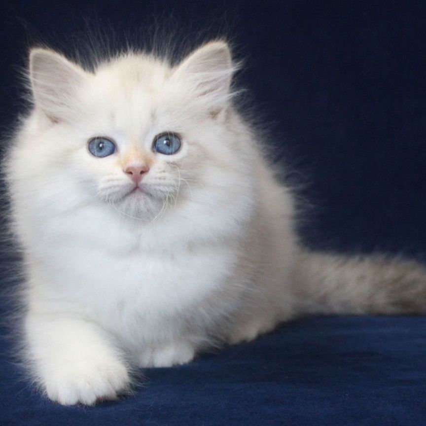 Девочки красотки помет Х