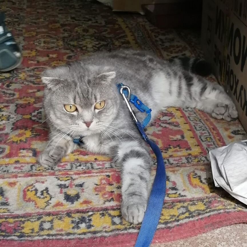 Шотландская
