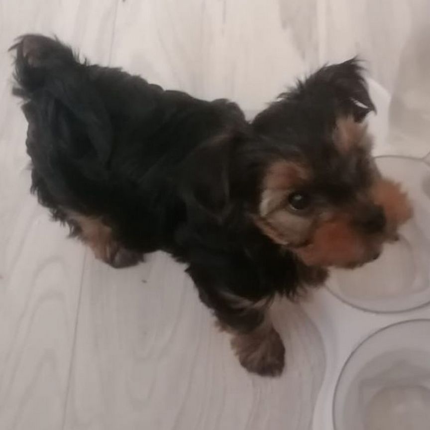 Йоркширский терьер щенки