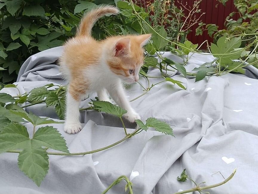 Котята ищут любящую семью