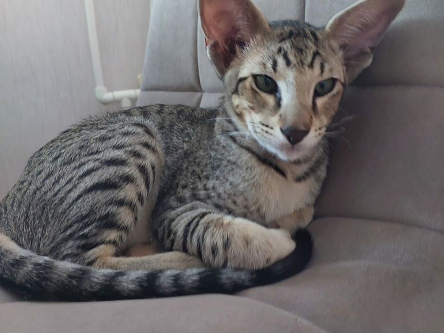 Ориентальная