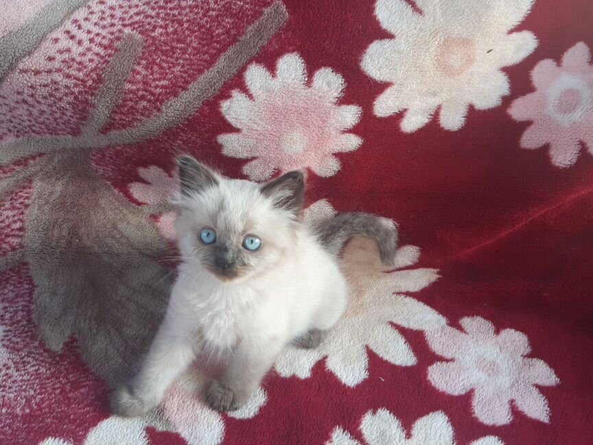 Невская маскарадная