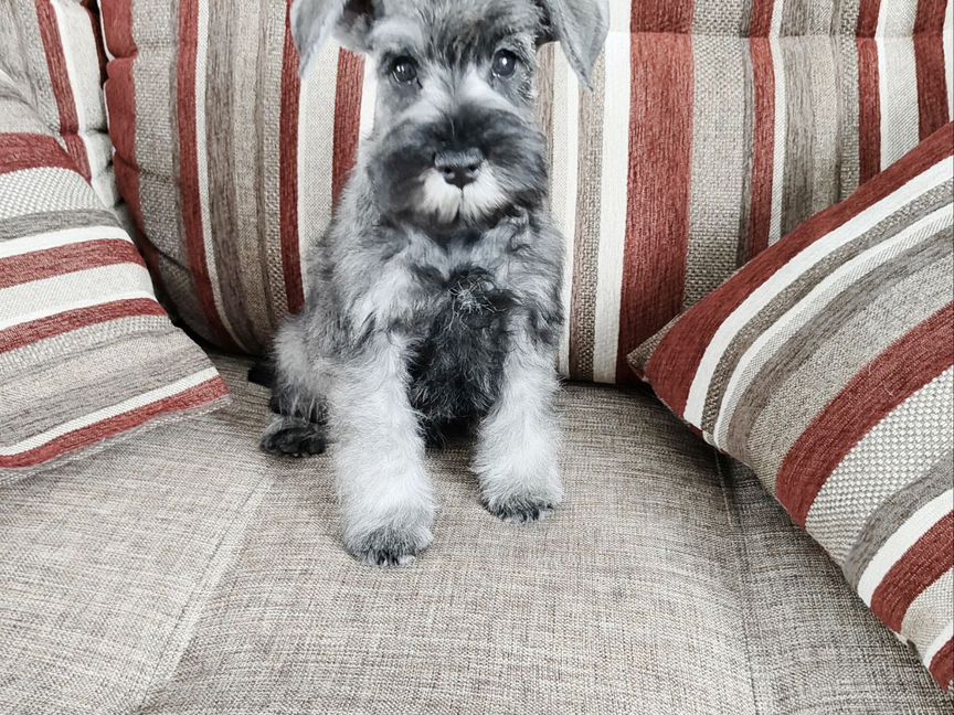 Цвергшнауцер