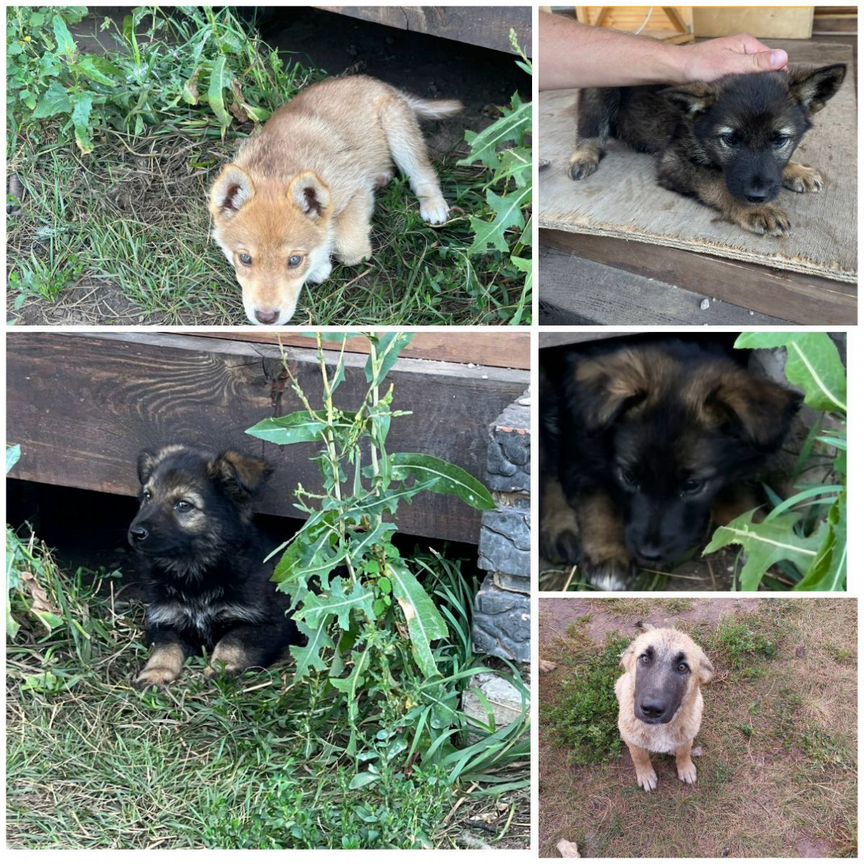 Щенки от домашней собаки